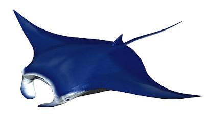 Reef Manta Ray » Monster Stat Block - DnD 5e